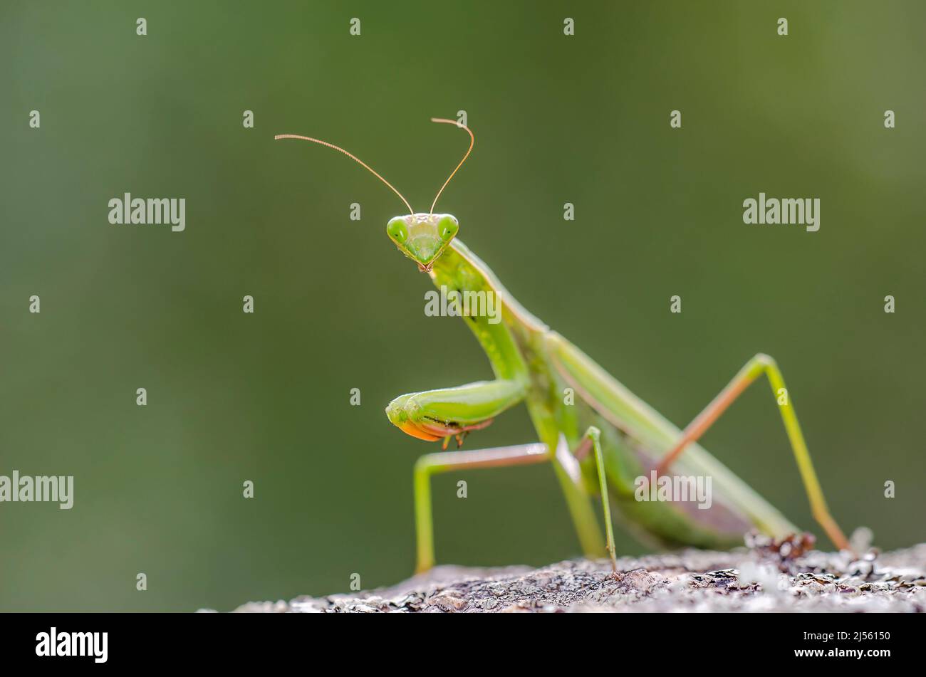 The European mantis or praying mantis (Mantis religiosa), female Stock ...
