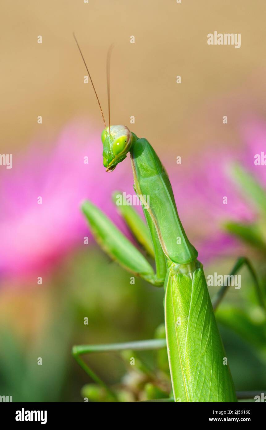 The European mantis or praying mantis (Mantis religiosa), female Stock ...