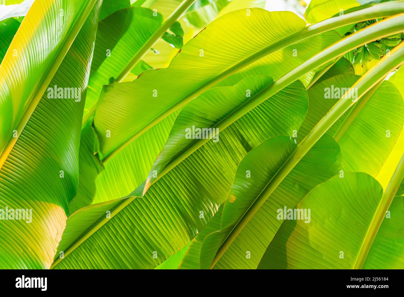 Banana Tree Leaf Texture Banana Tree Leaf Stock Photos, Images And