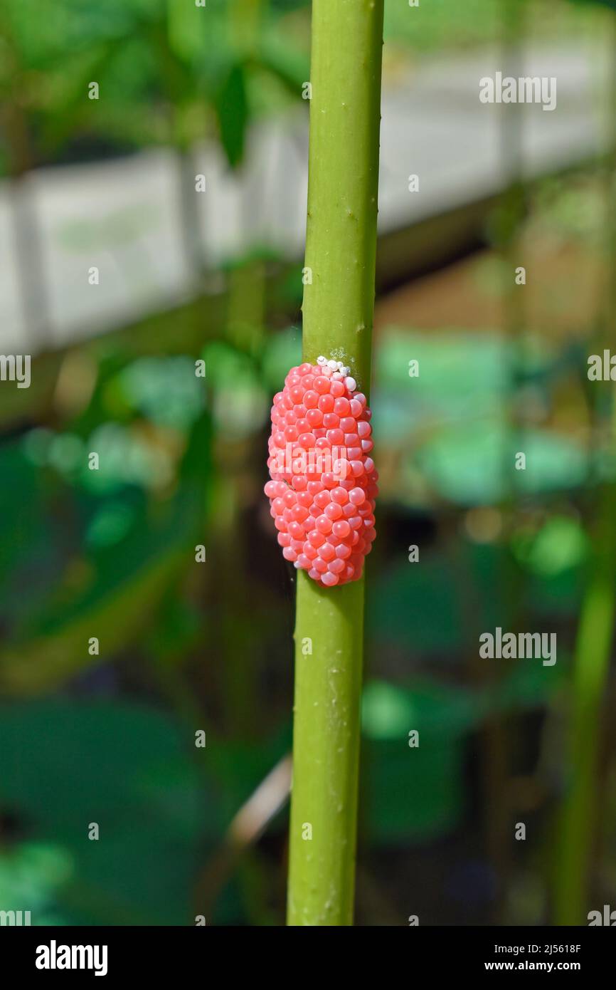 Snail eggs hi-res stock photography and images - Alamy