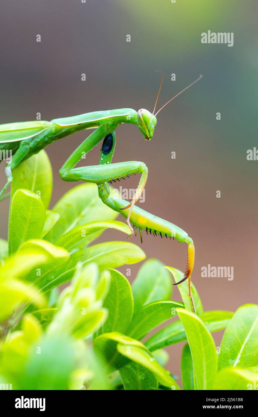 The European mantis or praying mantis (Mantis religiosa), female Stock ...