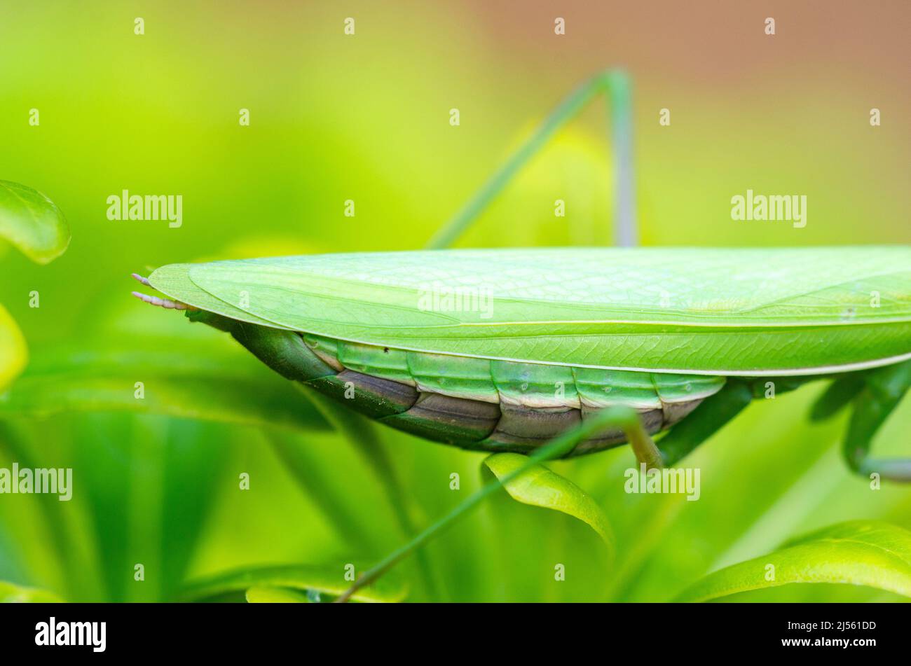 The European mantis or praying mantis (Mantis religiosa), abdomen of a ...