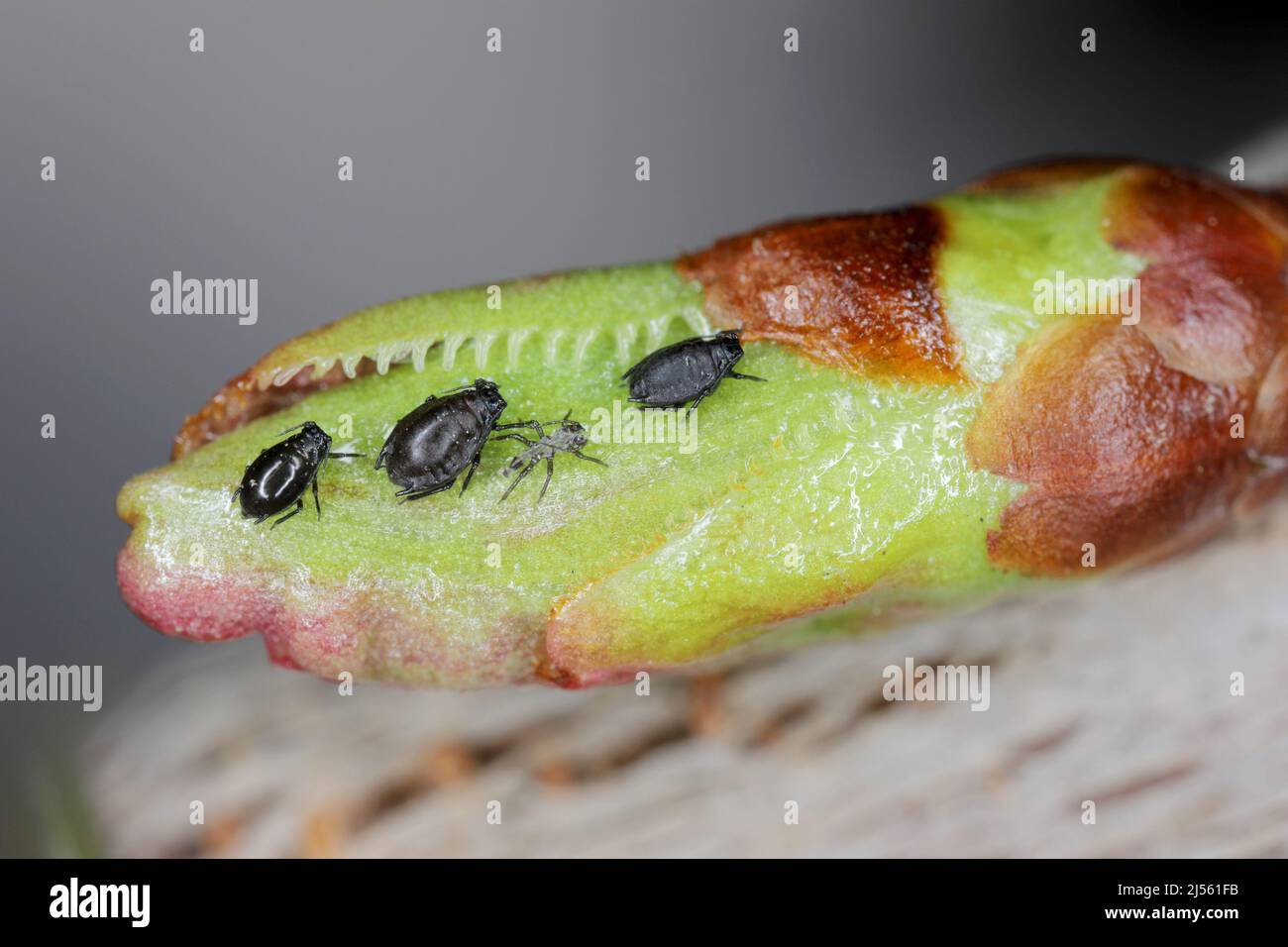 The Black Cherry Aphid or cherry blackfly (Myzus cerasi) on cherry buds ...