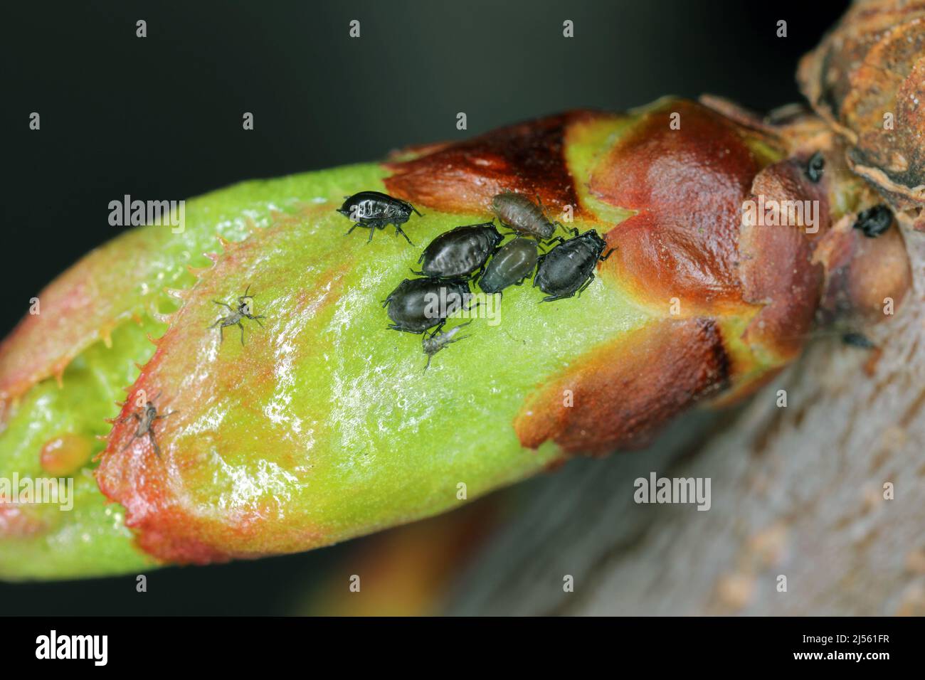 The Black Cherry Aphid or cherry blackfly (Myzus cerasi) on cherry buds ...