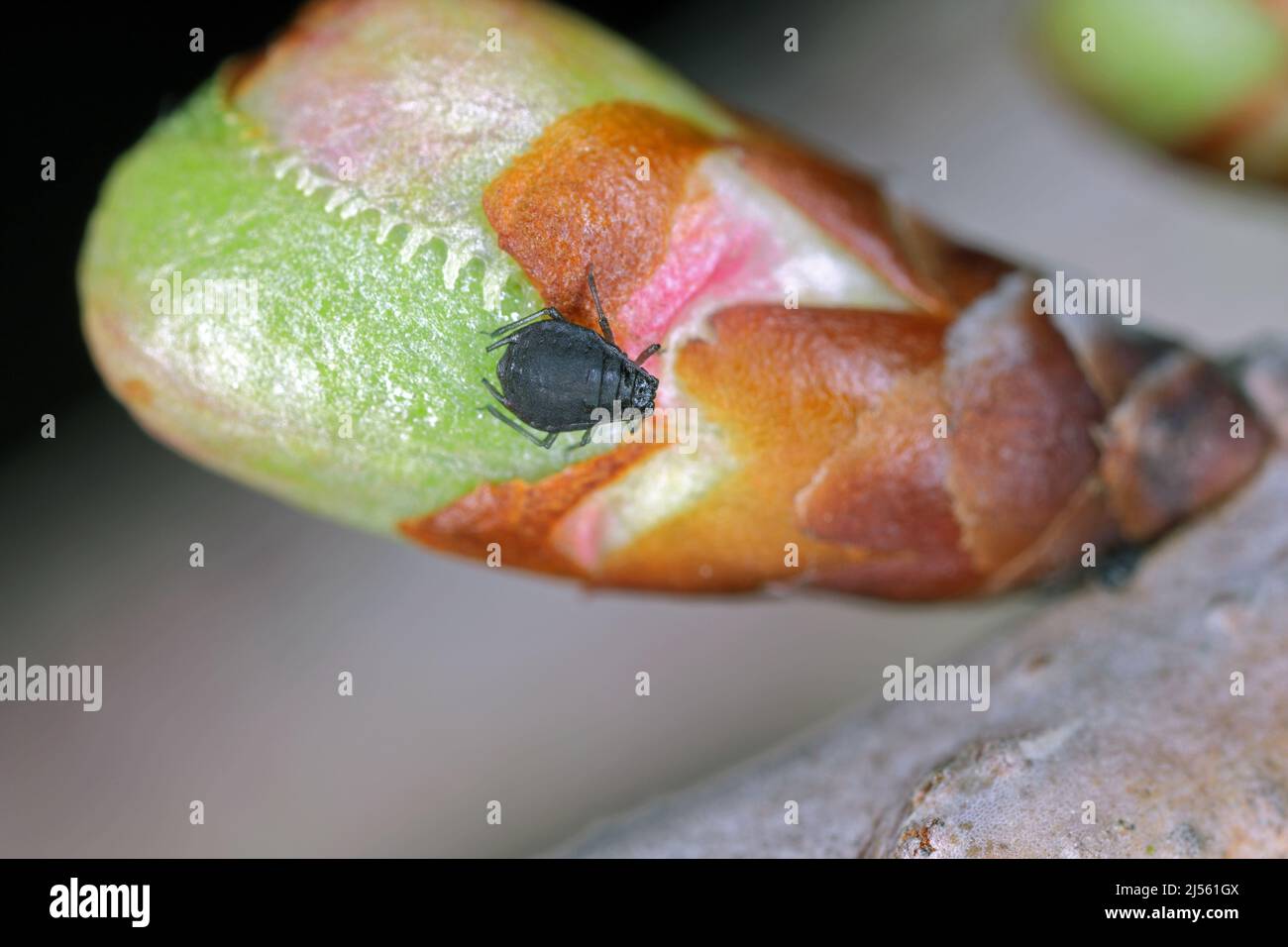 The Black Cherry Aphid or cherry blackfly (Myzus cerasi) on cherry buds ...