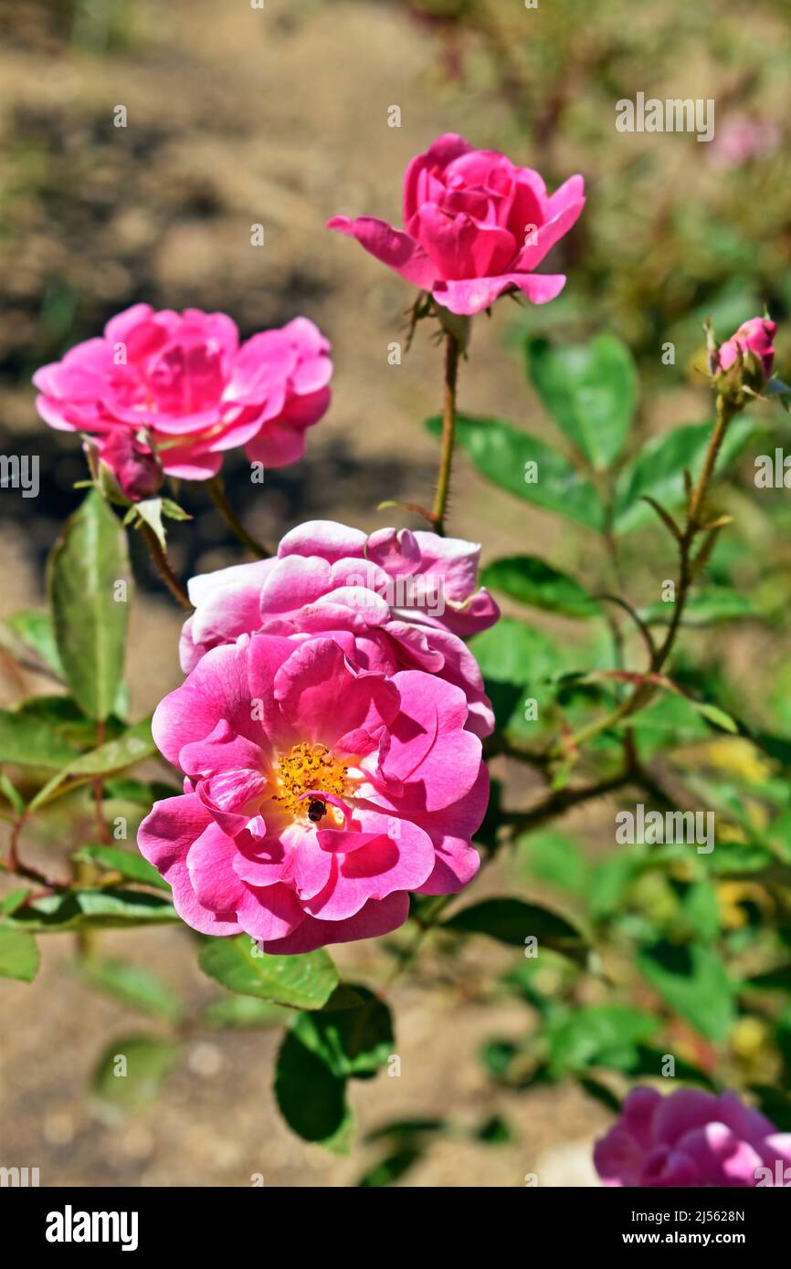 Bunch pink garden roses hi-res stock photography and images - Alamy