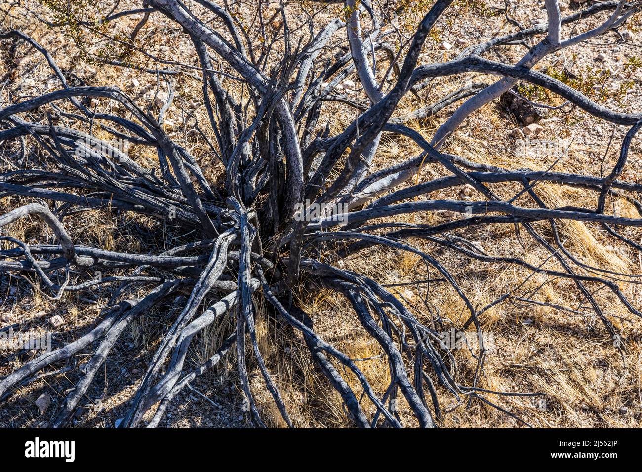 A closeup view of a Creosote bush near the Indian Cove entrance of ...