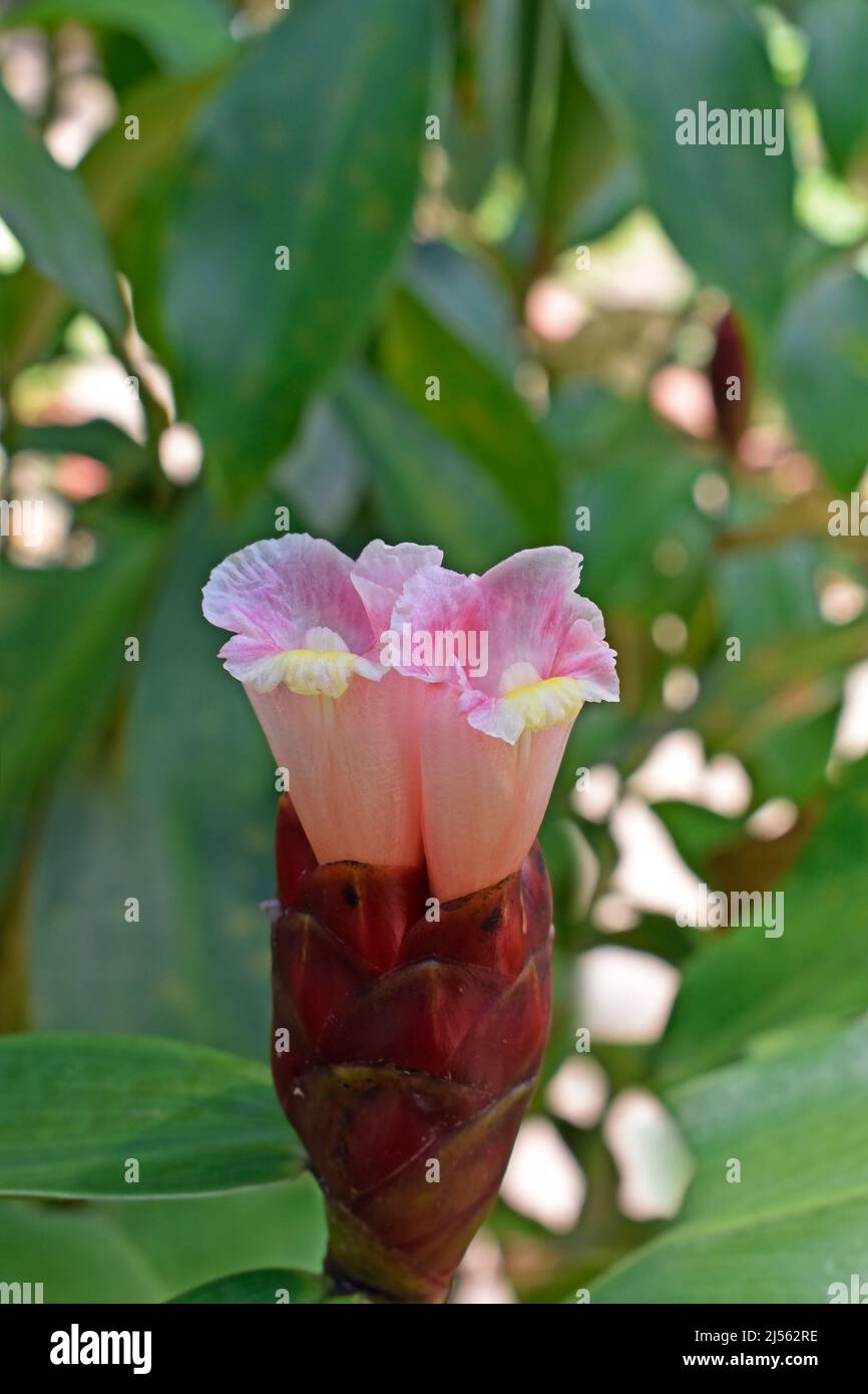 Crepe ginger flower (Costus spiralis) on garden Stock Photo - Alamy
