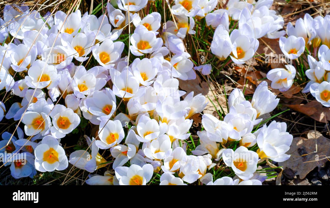 White crocuses sprout through last year's dry grass in spring. In early ...