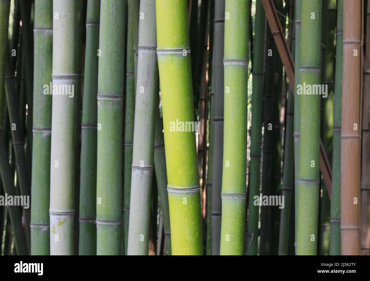 Thick bamboo trunks hi-res stock photography and images - Alamy