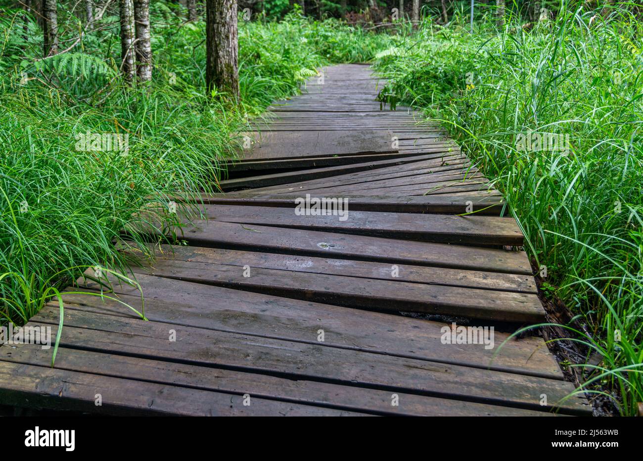 Damaged wooden path used by hikers through a forest in Arrowhead park ...