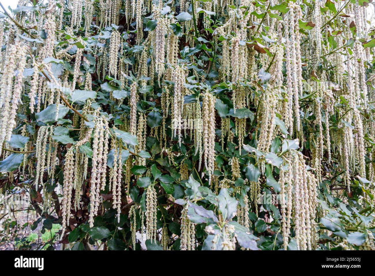 Tassels of hanging flowers hi-res stock photography and images - Alamy