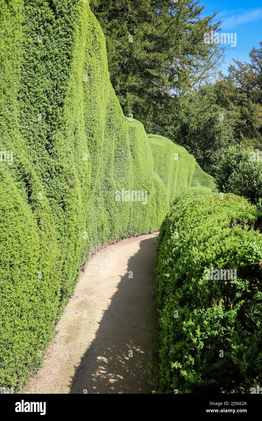 Hedge lined path at Powis Castle and Gardens Stock Photo - Alamy