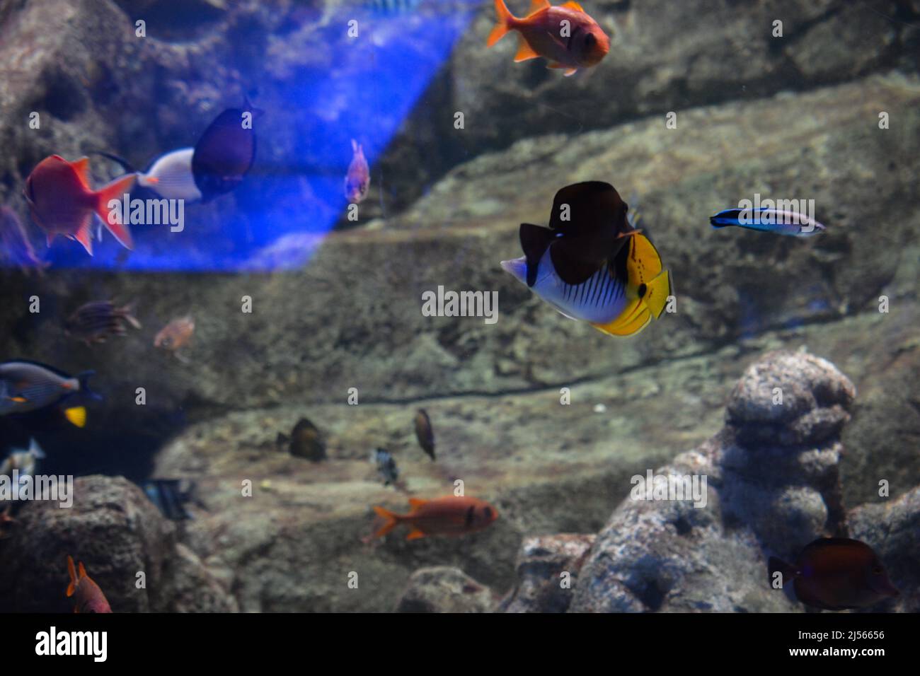 Beautiful fish at bottom of the aquarium, Oceanarium, business tourism ...