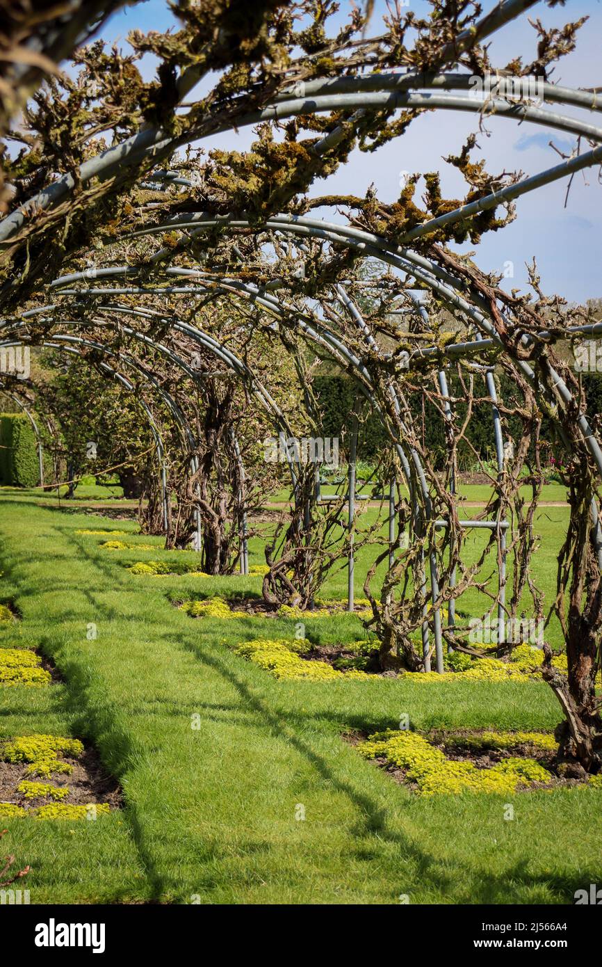 Vine covered structure / Powis Castle and Gardens Stock Photo - Alamy