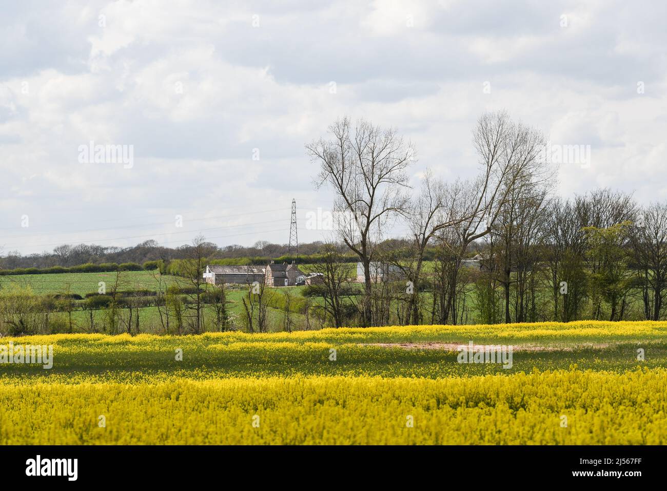 farm surrounded by rapeseed fields in garendon park loughborough Stock ...