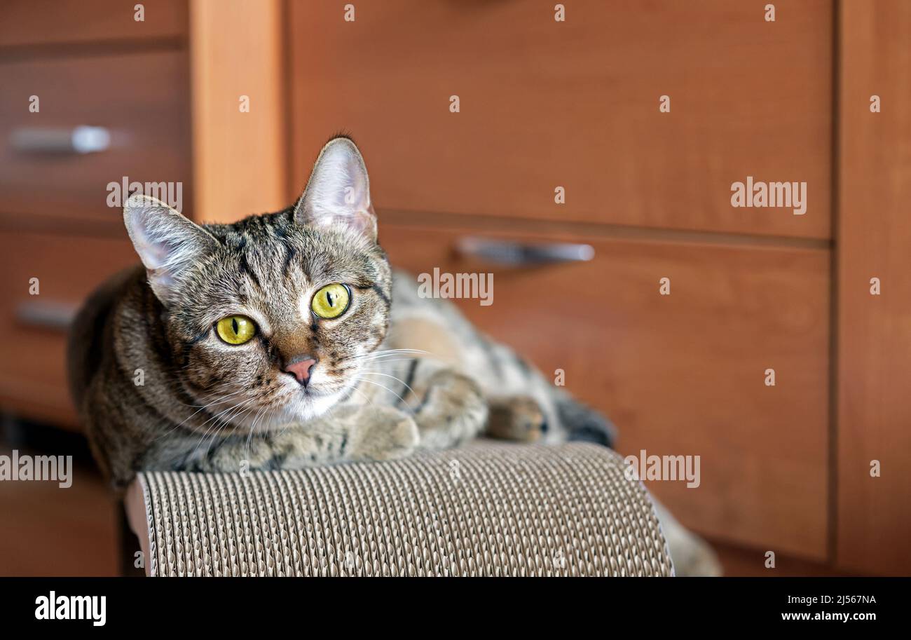 Tabby cat lies on a cardboard scratching post and looks into the camera ...