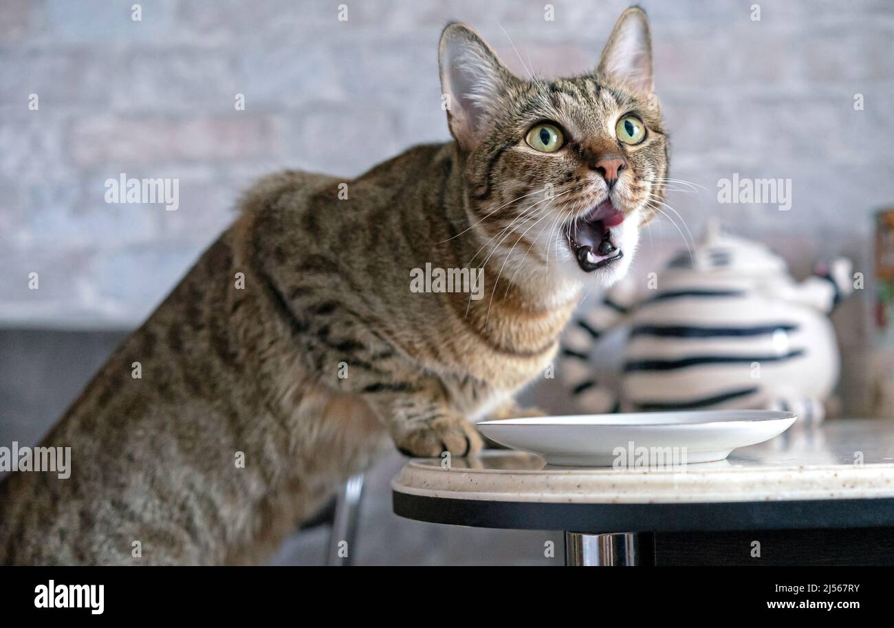 Tabby cat with a wide open mouth asks for food in a saucer Stock Photo ...
