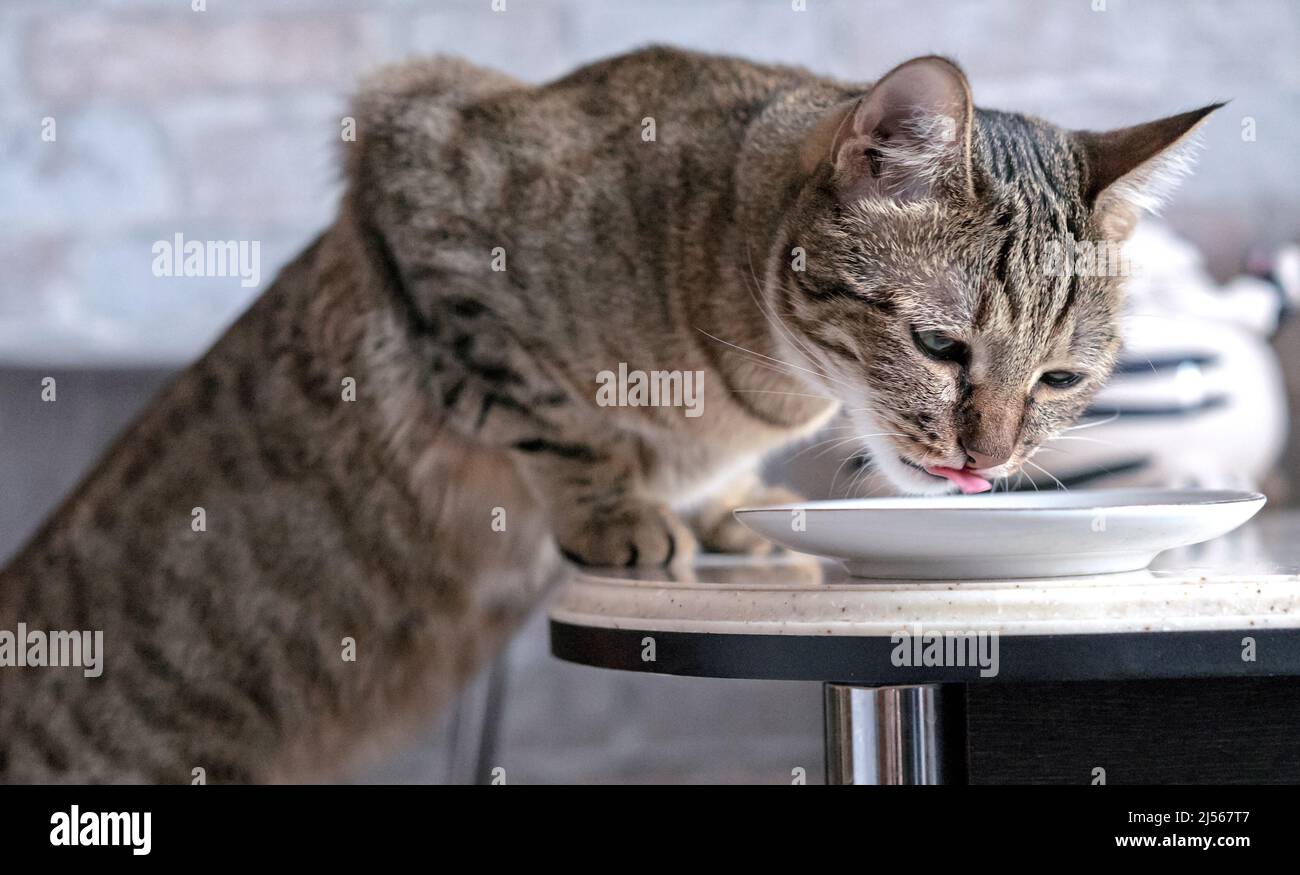 Domestic cat eating from table hi-res stock photography and images - Alamy