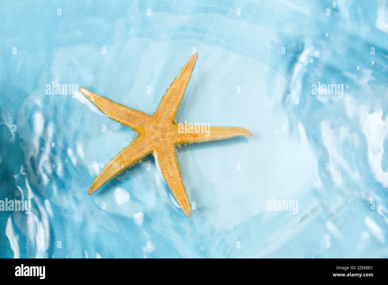 A yellow starfish floating over the water on a light blue background ...
