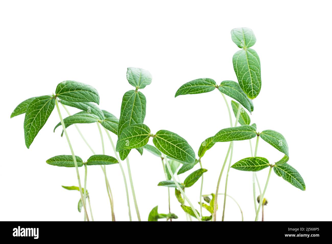 Baby bean hi-res stock photography and images - Alamy