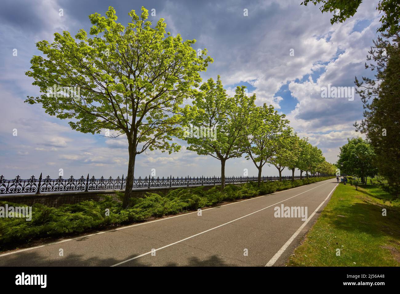 maple trees growing along the paved road with wide crowns and green ...