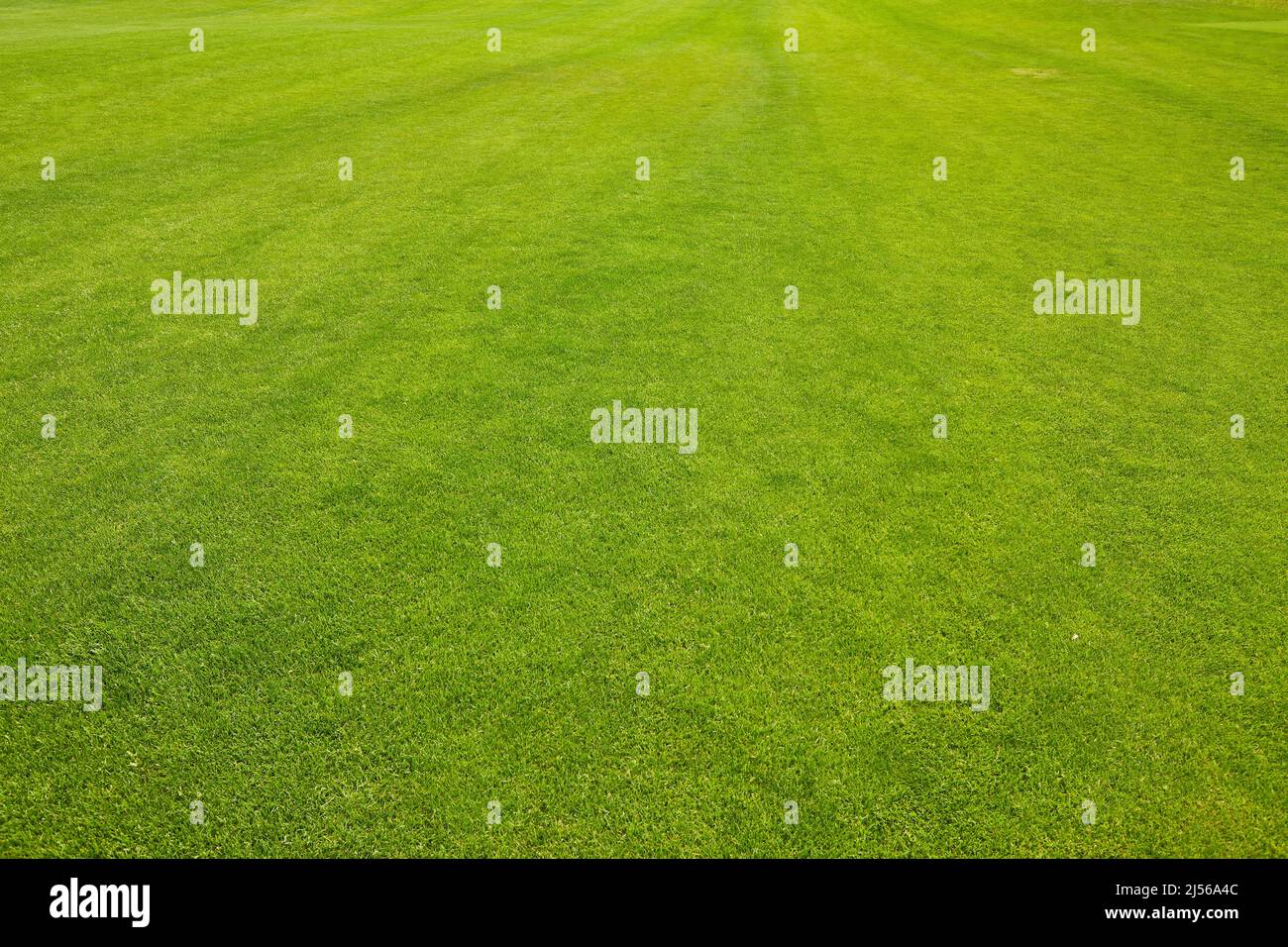 Green grass texture background Top view of bright grass garden Idea ...