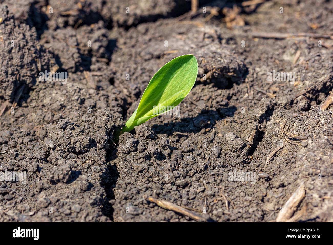 Corn plant emerging out of soil. VE growth stage. Farming, agriculture ...