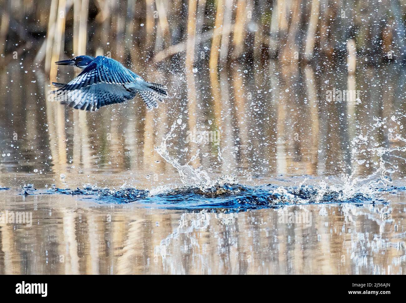 From pond hi-res stock photography and images - Alamy