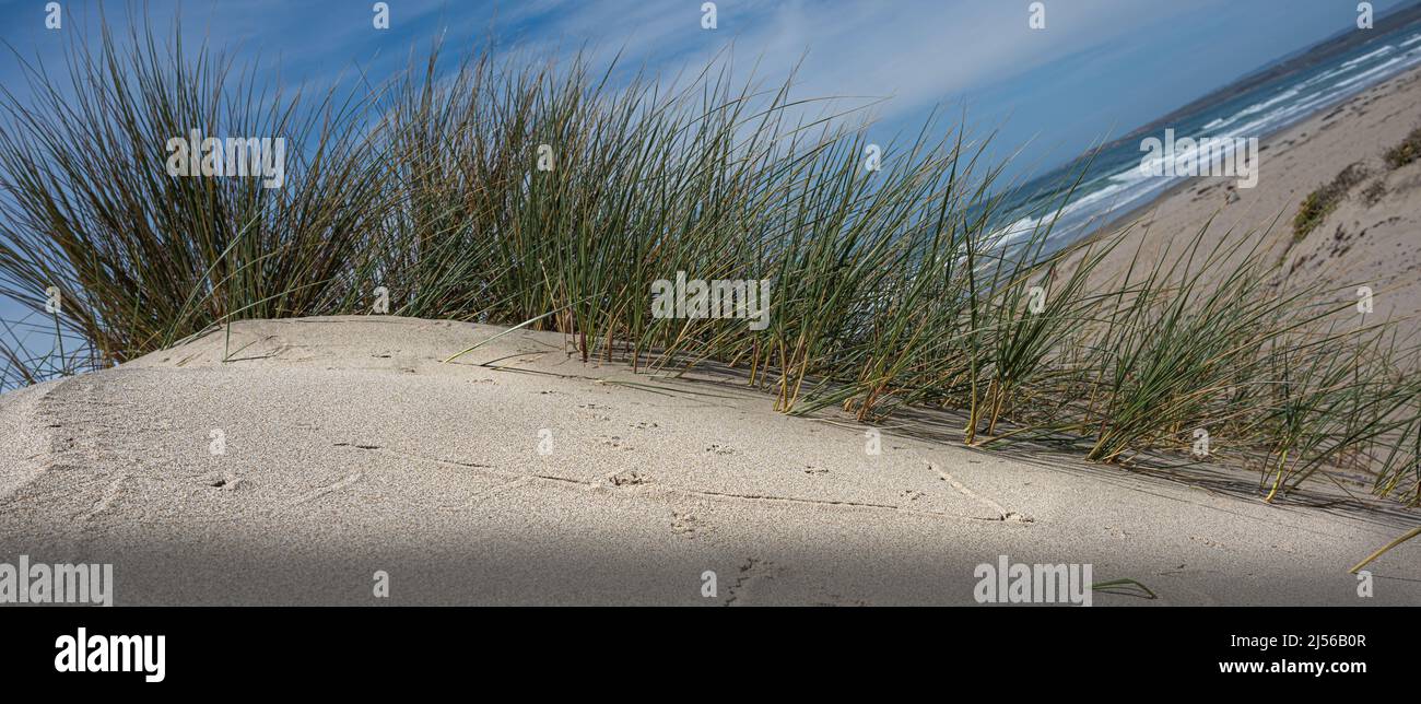 Snowy plover bird tracks in a California sand dune Stock Photo - Alamy