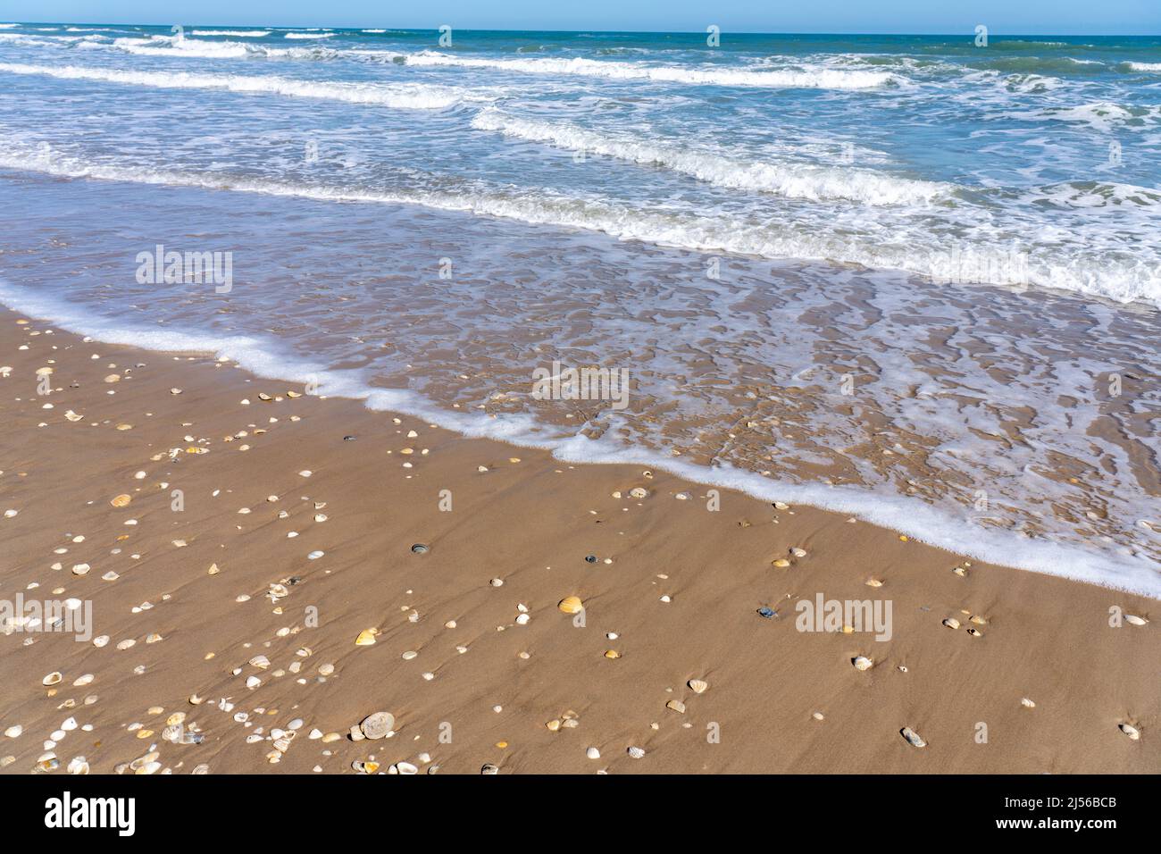 Seashells washed up on the beach by the surf on South Padre Island ...