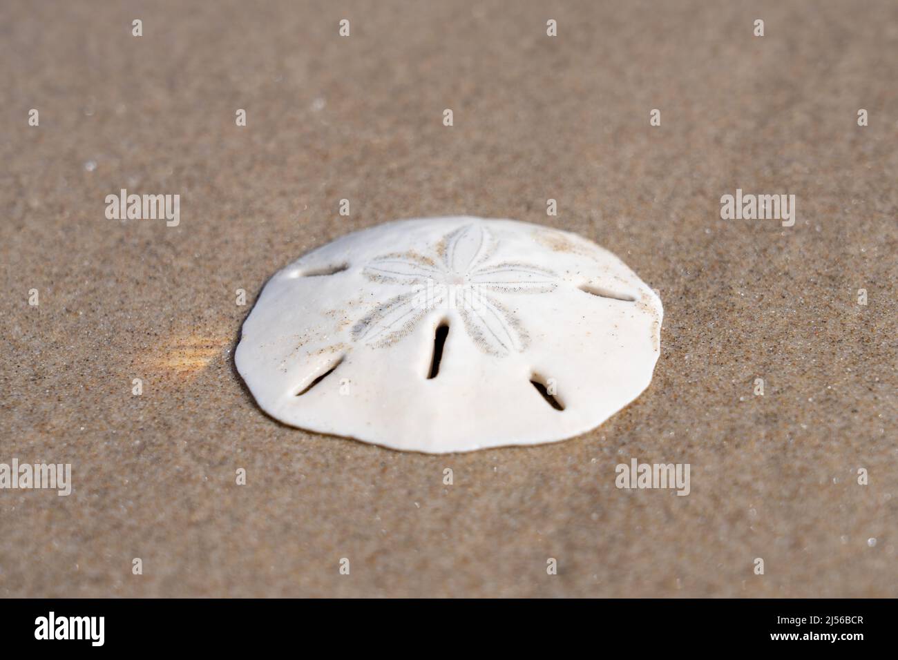 A sand dollar, the rigid skeleton of a sea urchin, washed up on the ...