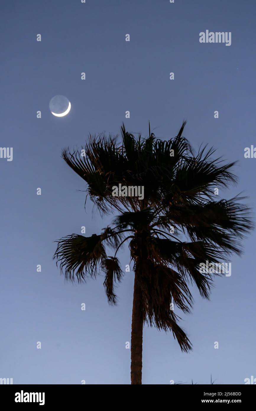 Crescent Moon Over Palm Tree Romantic Crescent Moon Palm Tree Leaves