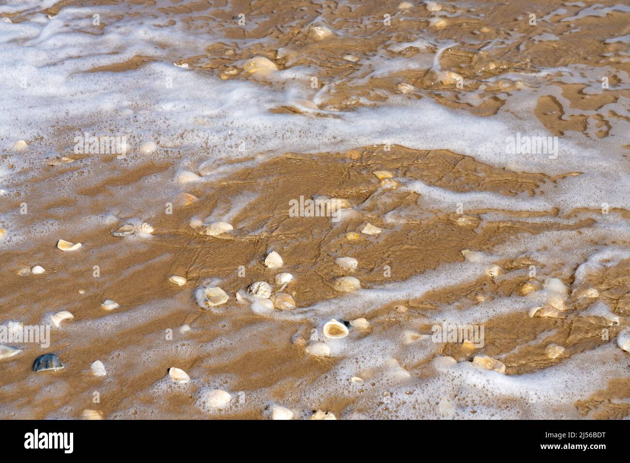 Seashells washed up on the beach by the surf on South Padre Island ...
