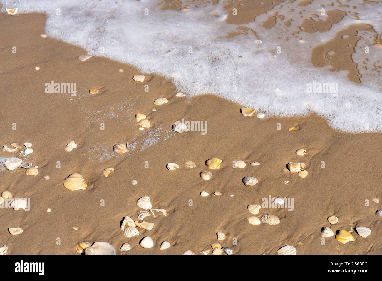 Seashells washed up on the beach by the surf on South Padre Island ...
