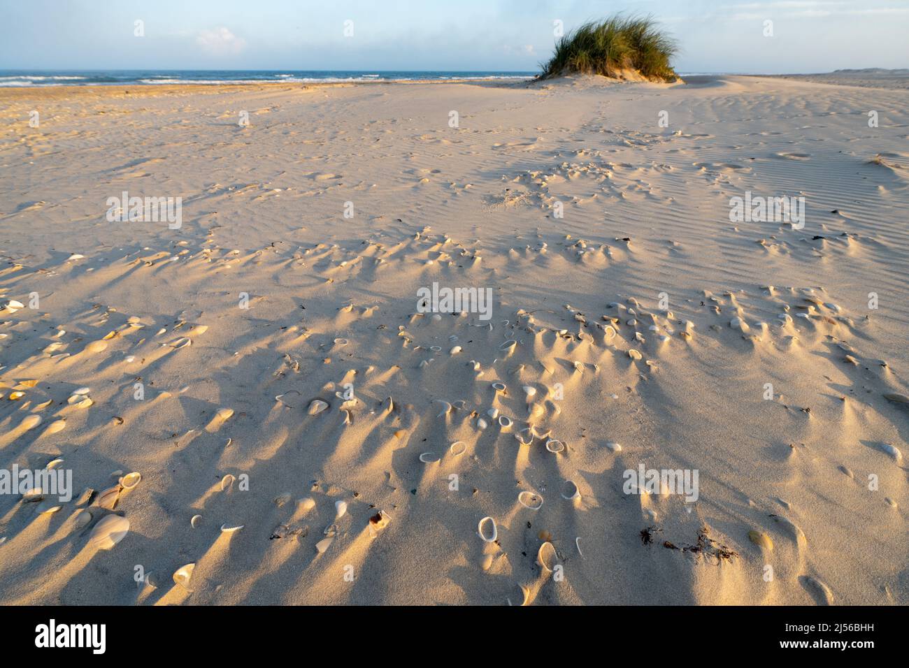 Seashells washed up on the beach by the surf on South Padre Island ...