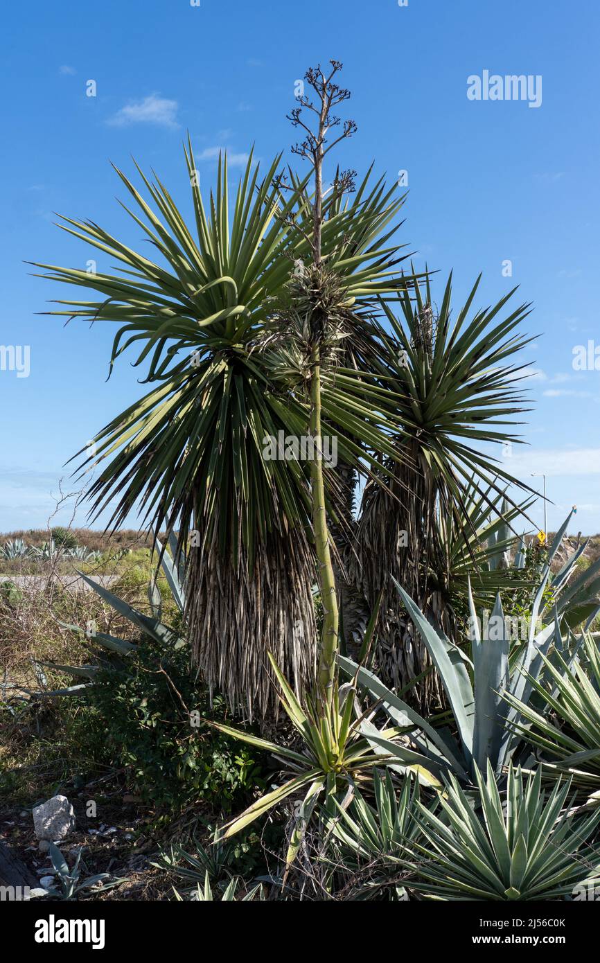 Spanish Dagger yucca, a century plant and other agaves in Isla Blanca ...