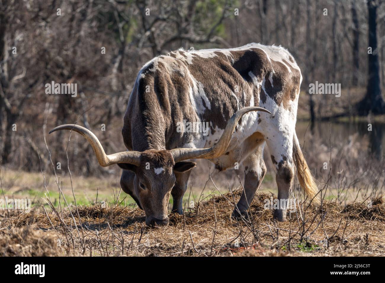 Texas longhorn steer grazes hi-res stock photography and images - Alamy