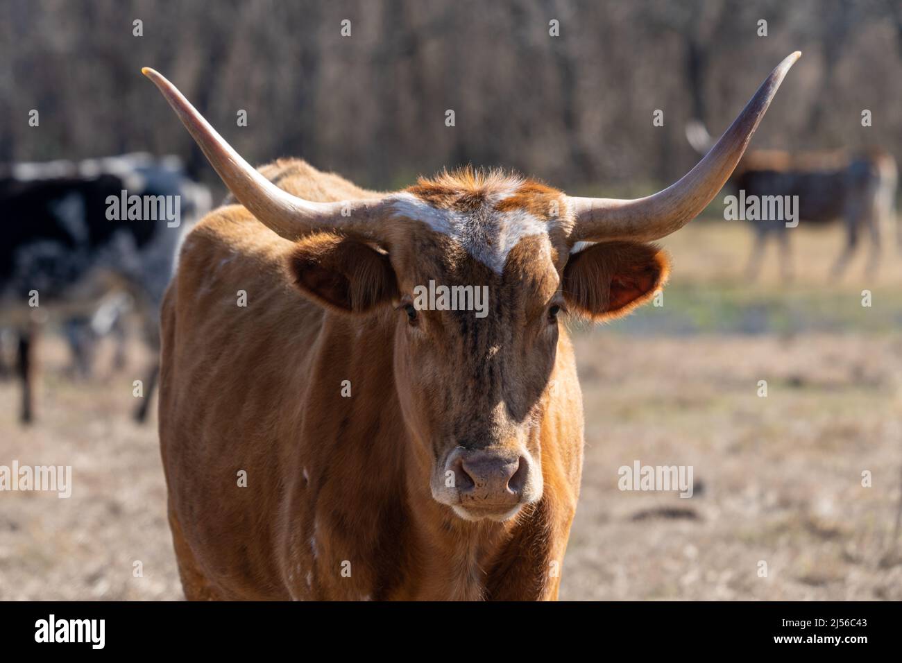 A Texas longhorn cow in a pasture on a ranch in Texas Stock Photo - Alamy