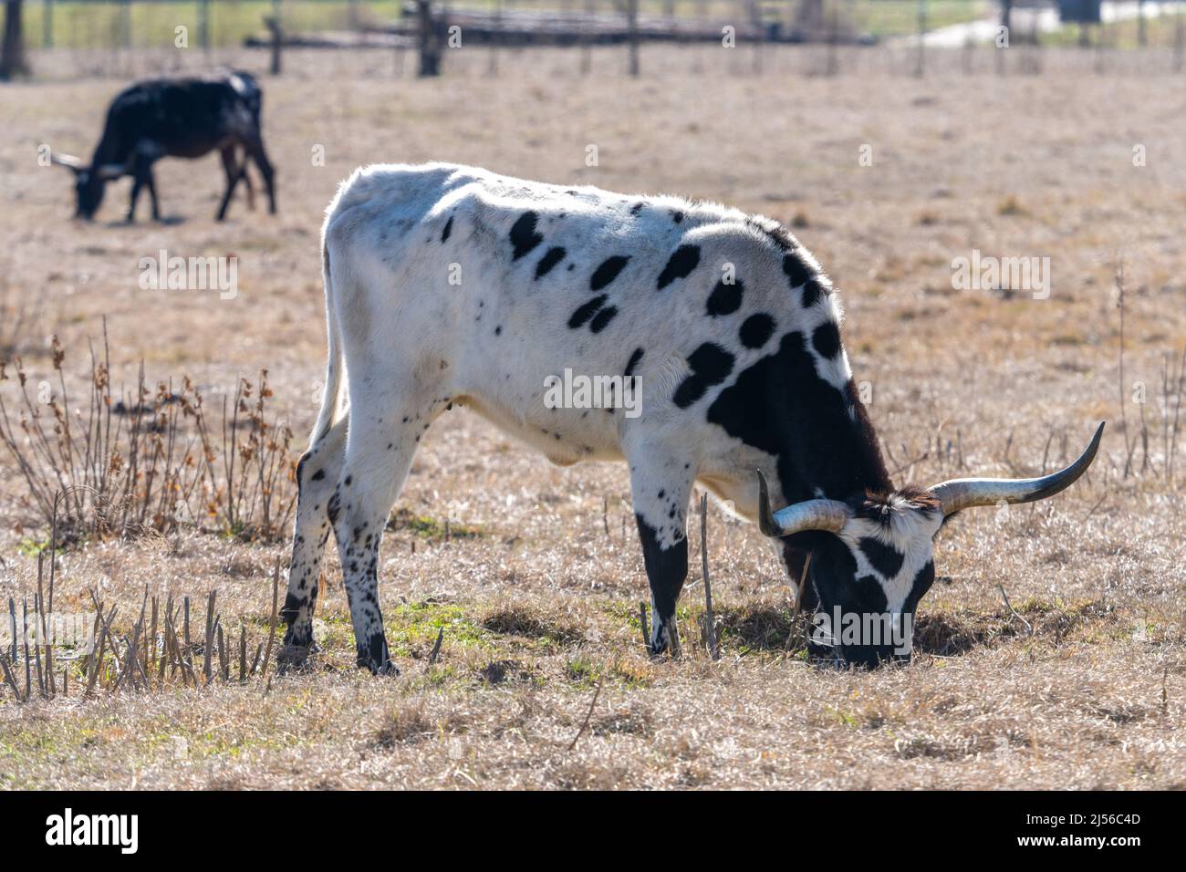 A Texas longhorn cow grazes in a pasture on a ranch in Texas Stock ...