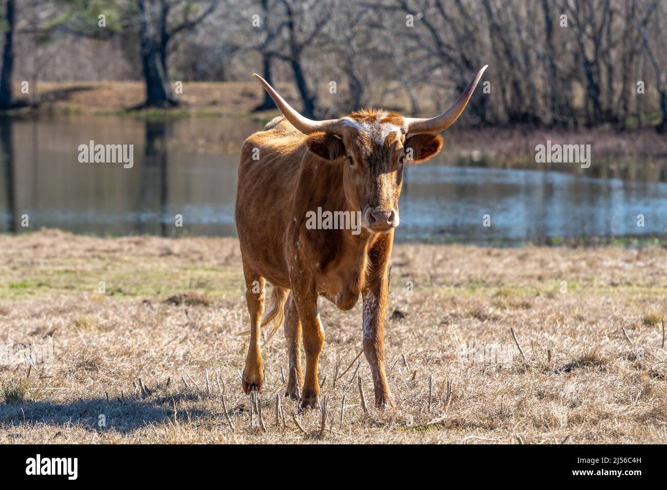 A Texas longhorn cow in a pasture on a ranch in Texas Stock Photo - Alamy