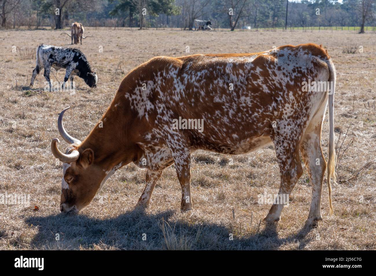 A Texas longhorn cow grazes in a pasture on a ranch in Texas Stock ...