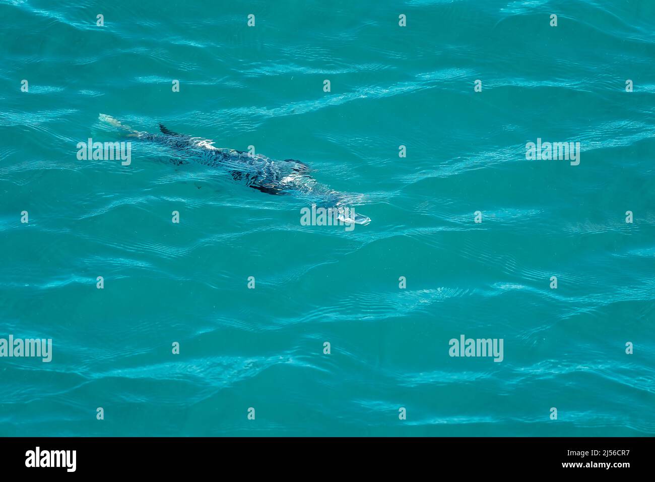 Mullet fish australia hi-res stock photography and images - Alamy