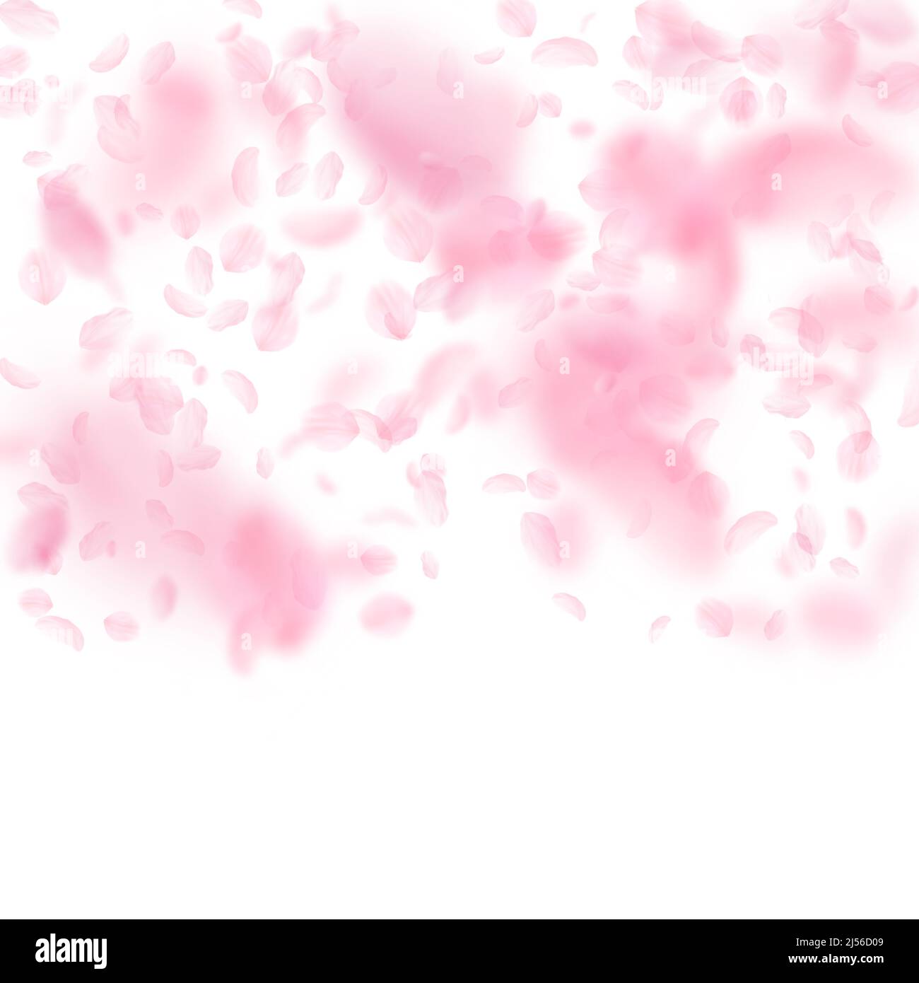 Sakura petals falling down. Romantic pink flowers gradient. Flying ...