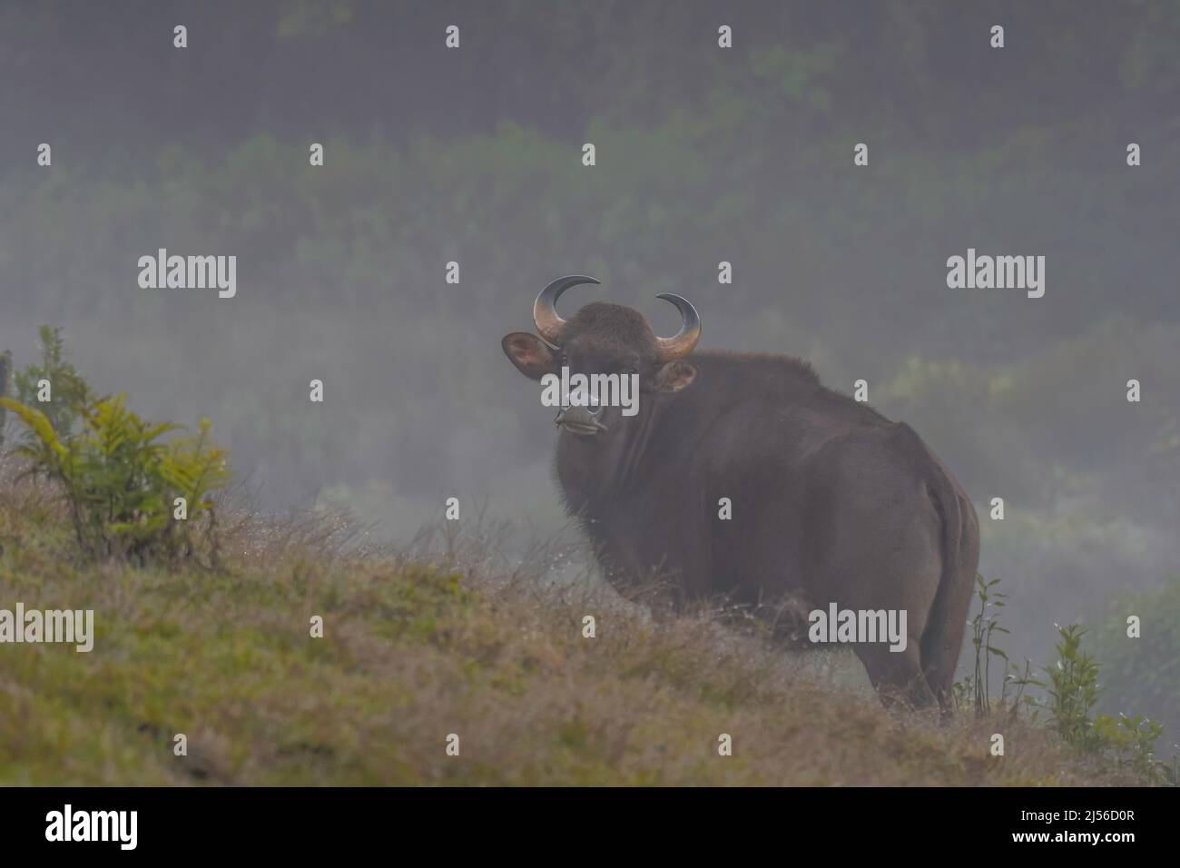 Bison kerala hi-res stock photography and images - Alamy