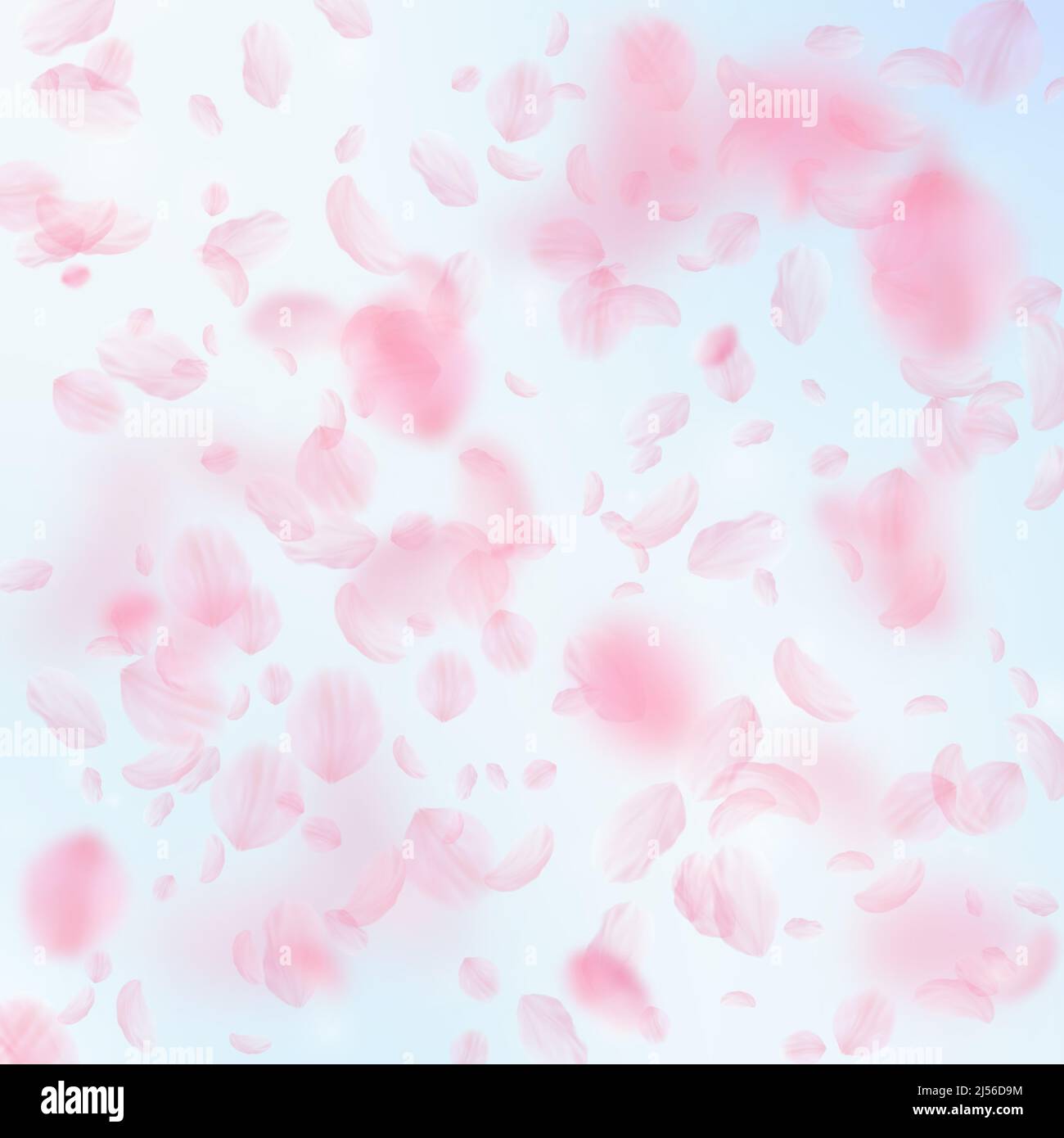 Sakura petals falling down. Romantic pink flowers falling rain. Flying ...