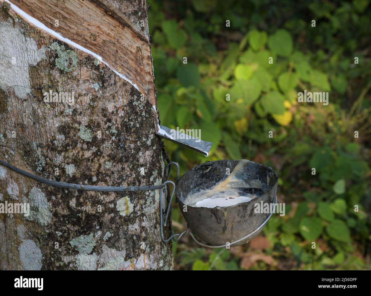 Rubber elastic latex extracted from Rubber tree Kerala India Stock ...