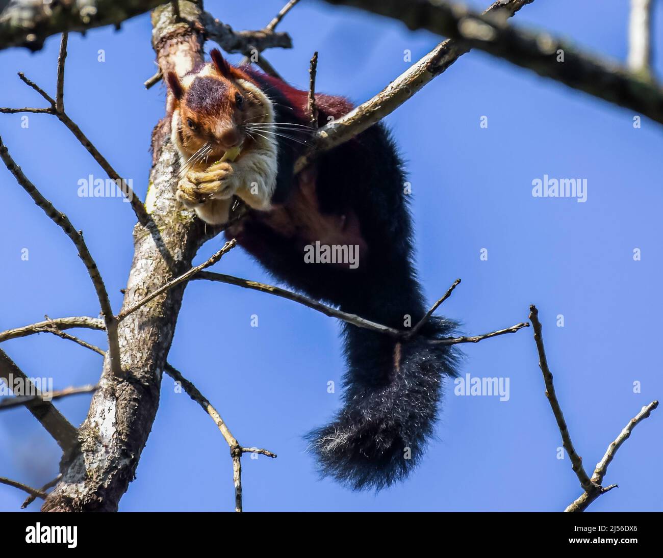 Malabar giant squirrel in Periyar tiger reserve Kerala India Stock ...