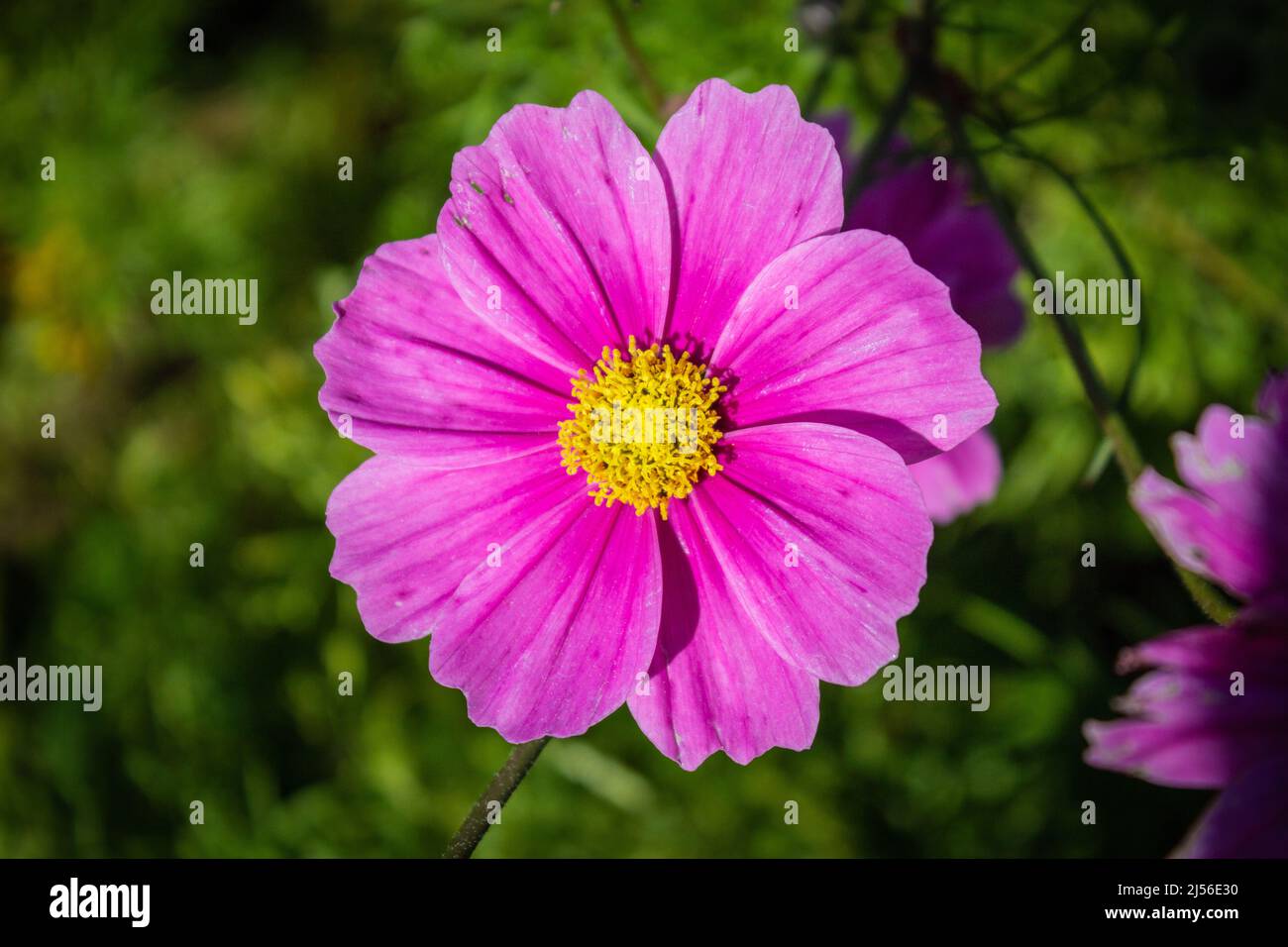 Marco flower hi-res stock photography and images - Alamy