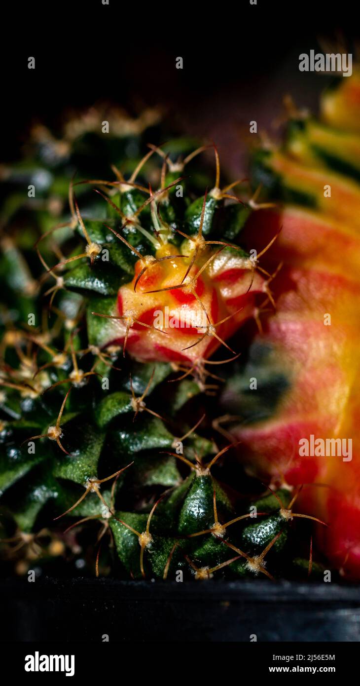 Variegated Gymnocalycium mihanovichi star fire cactus on dark ...